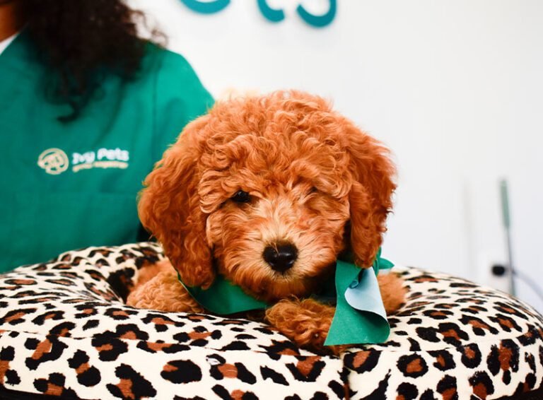 Same Day Pet Vet - Ivy Pets